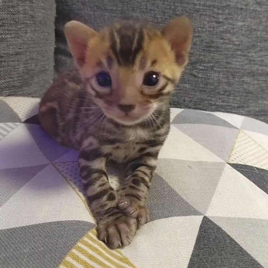 Питомник. Котята с документами