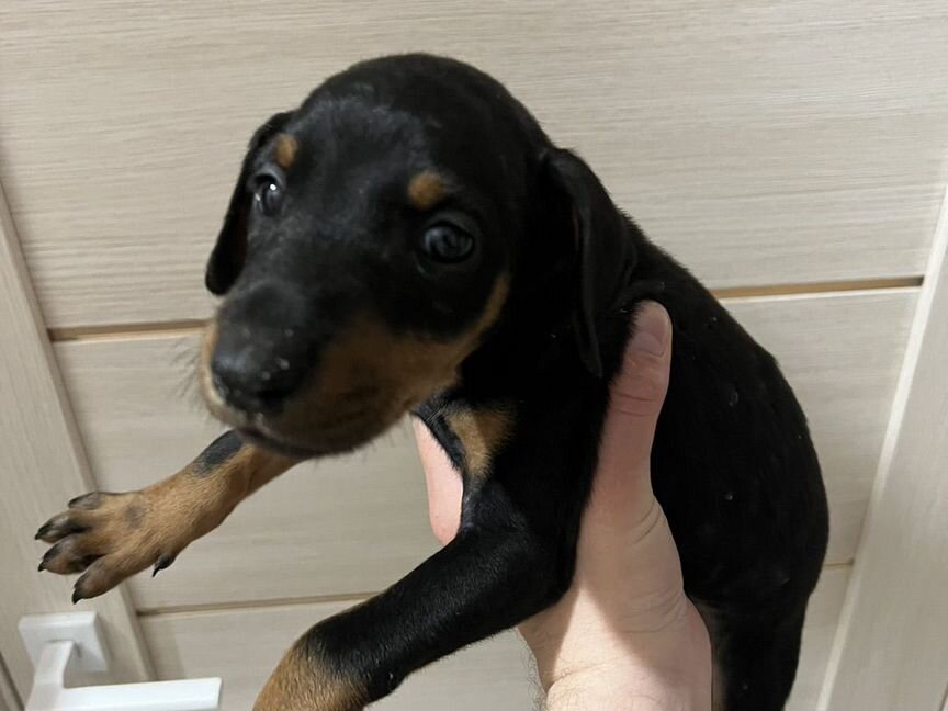 Щенок добермана