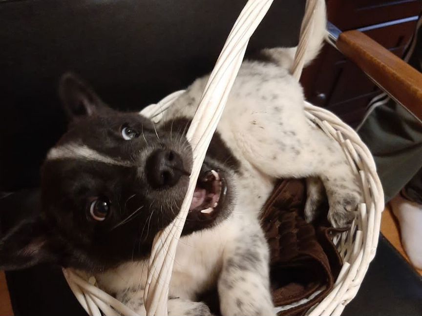 Щенок в добрые руки