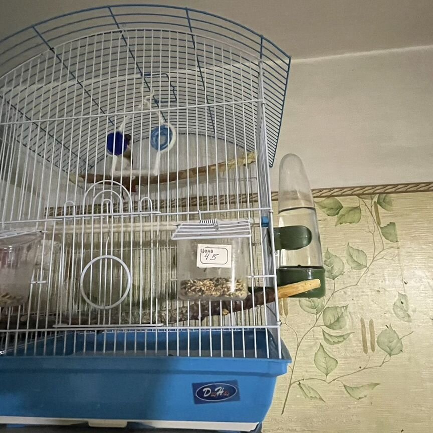 Птица щегол