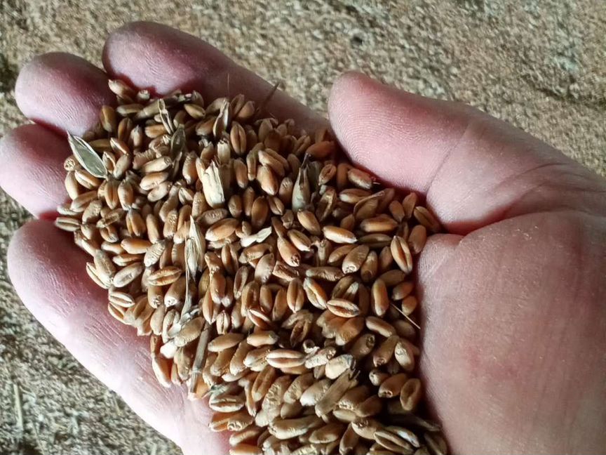 Зерно пшеницы ячменя овса и их Дерти 9