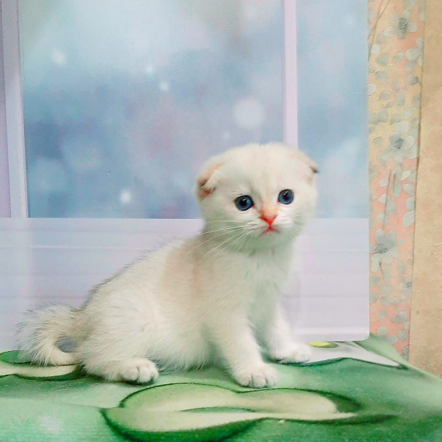 Шотландские вислоухие котята с документами