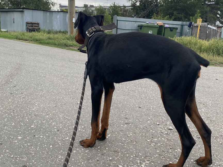 Щенок добермана