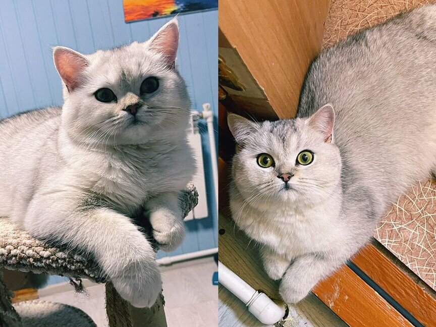 Британская серебристая шиншилла