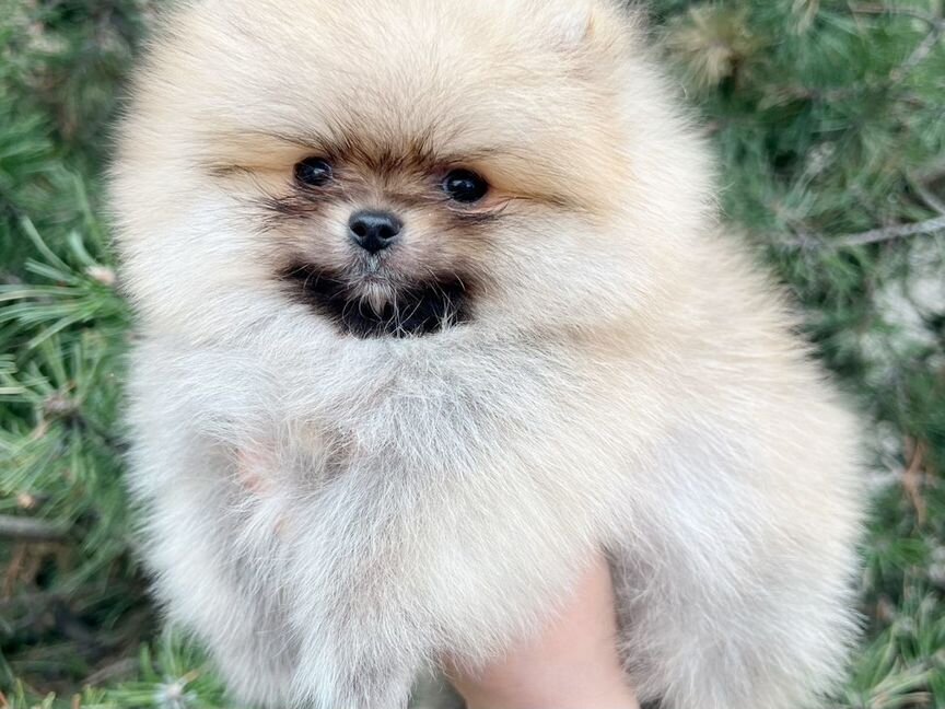 Мальчик померанского шпица
