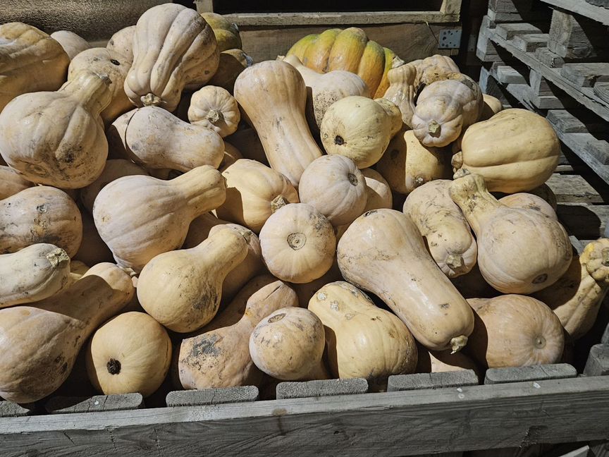 Тыква на корм