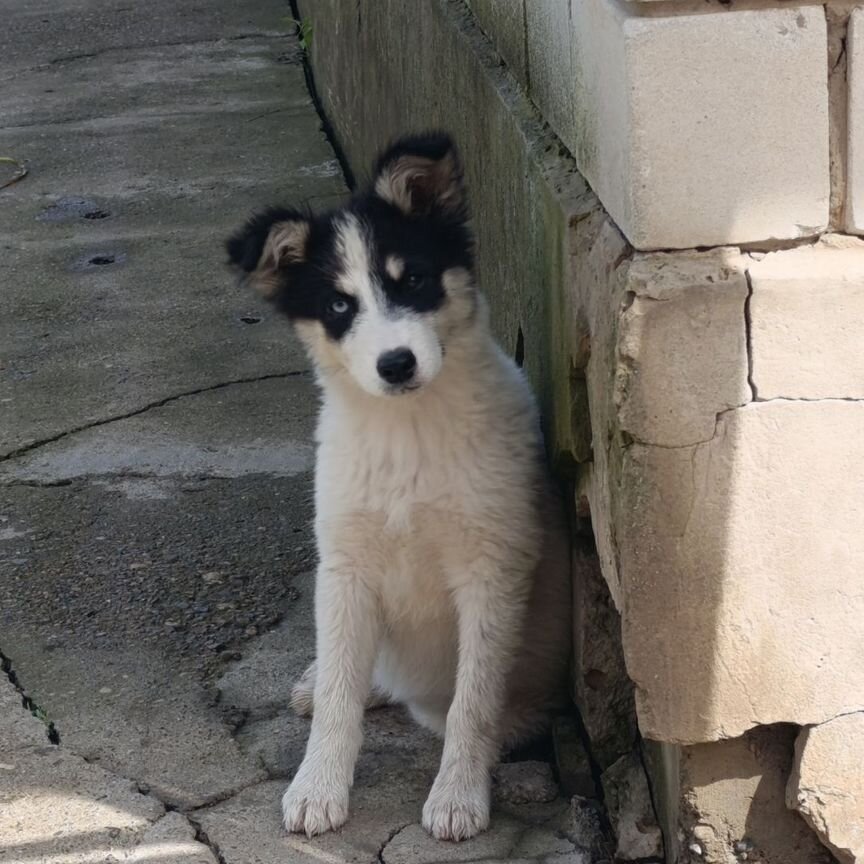 Собака в добрые руки