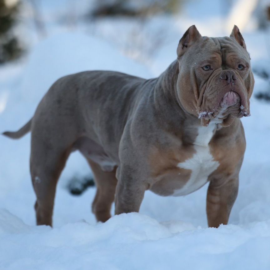 Кобель Американский булли