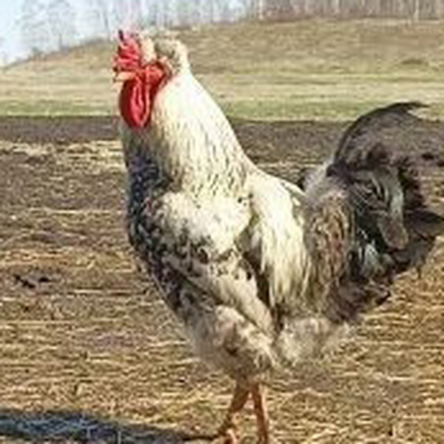 Молодые петухи