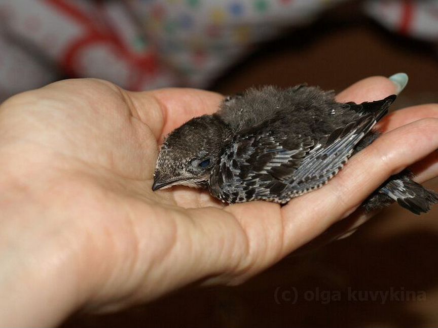 Птенец стрижа