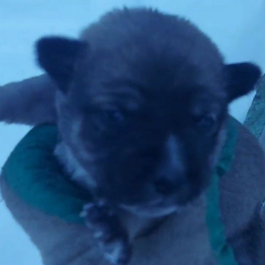 Щенок в добрые руки