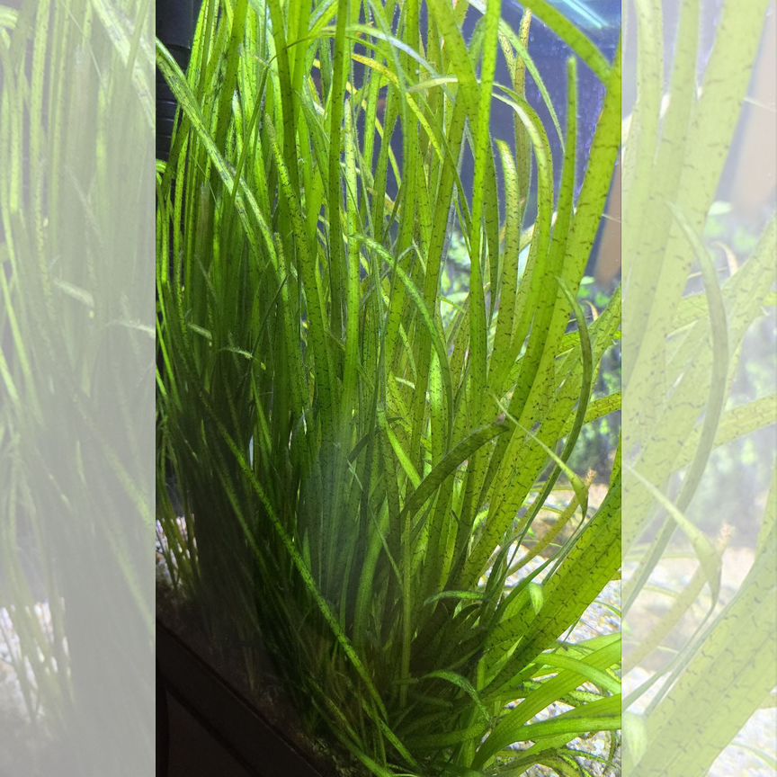 Валлиснерия