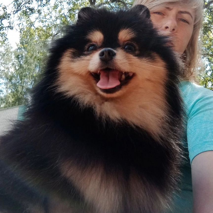 Померанский шпиц взрослая девочка