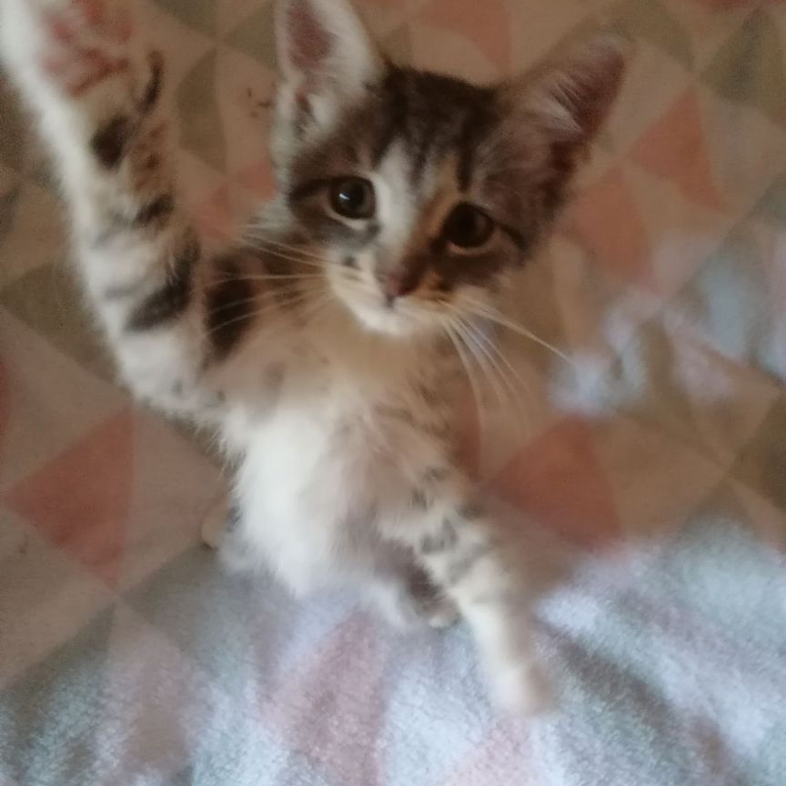 Котята в добрые руки
