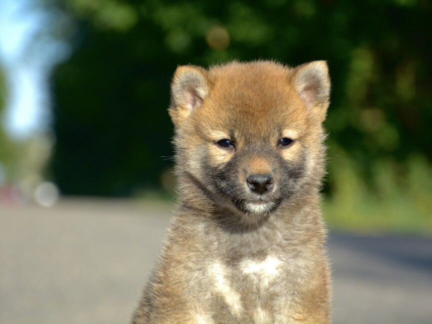 Щенки сиба ину