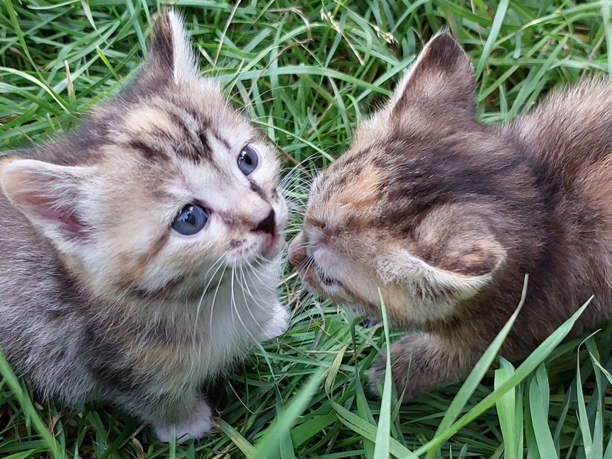Котята в добрые руки бесплатно