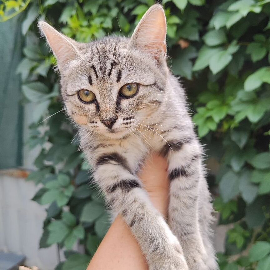 Котенок вискас