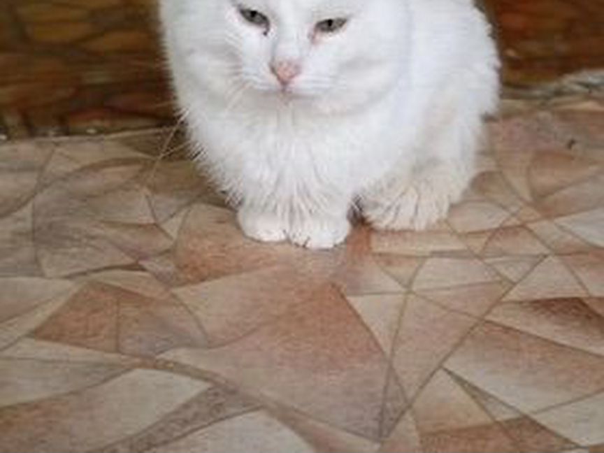 Кошка в дар