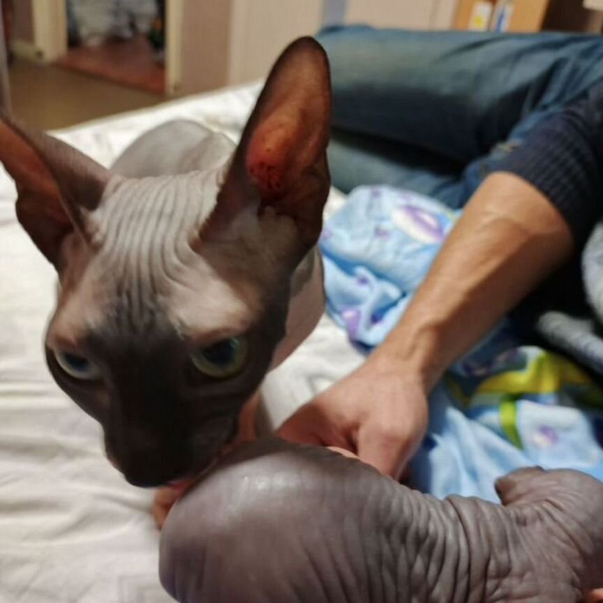 Канадский сфинкс