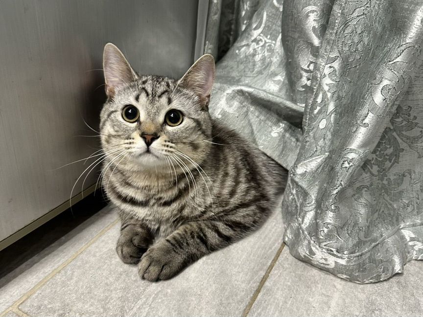 Отдам Шотландский прямоухий кот