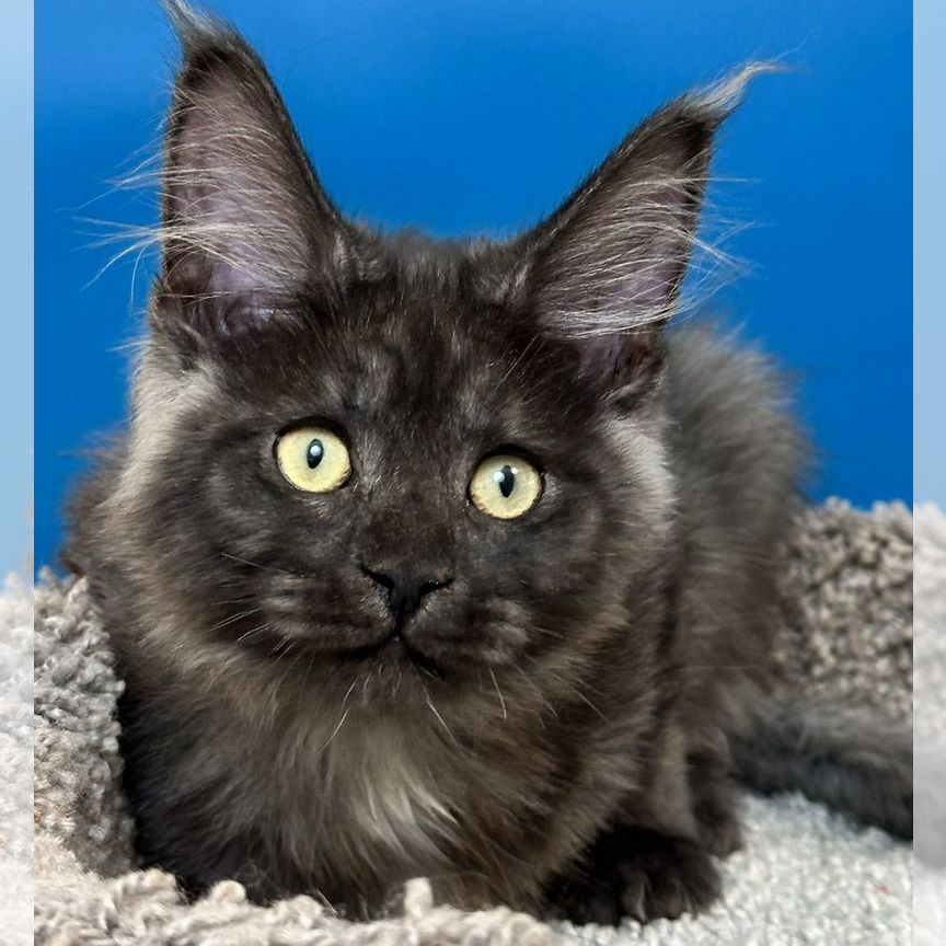 Мейн-кун котёнок