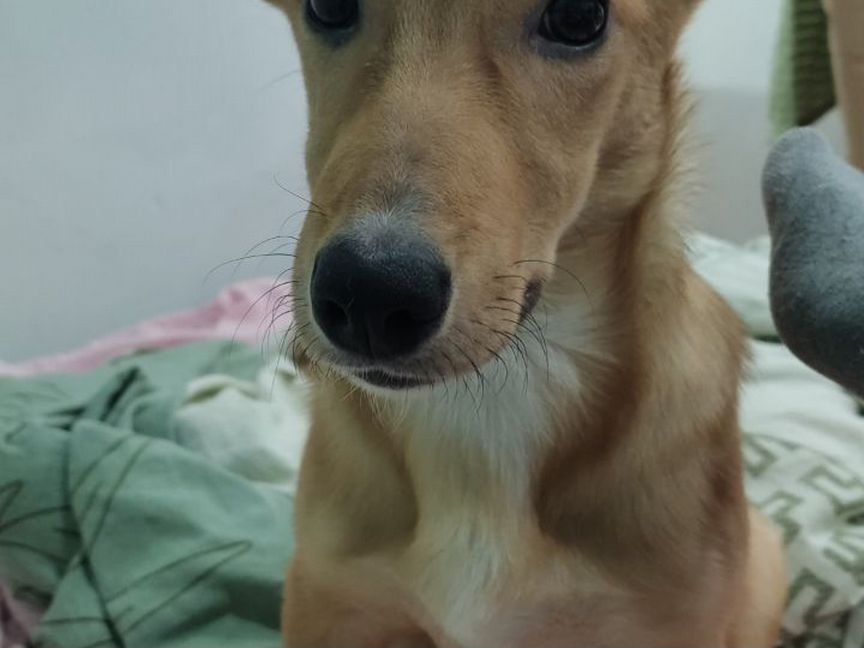 Собака помесь