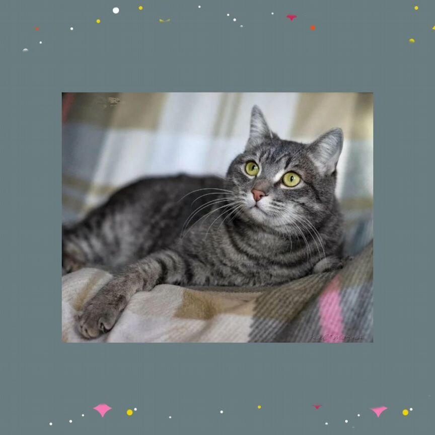 Кот Уютный