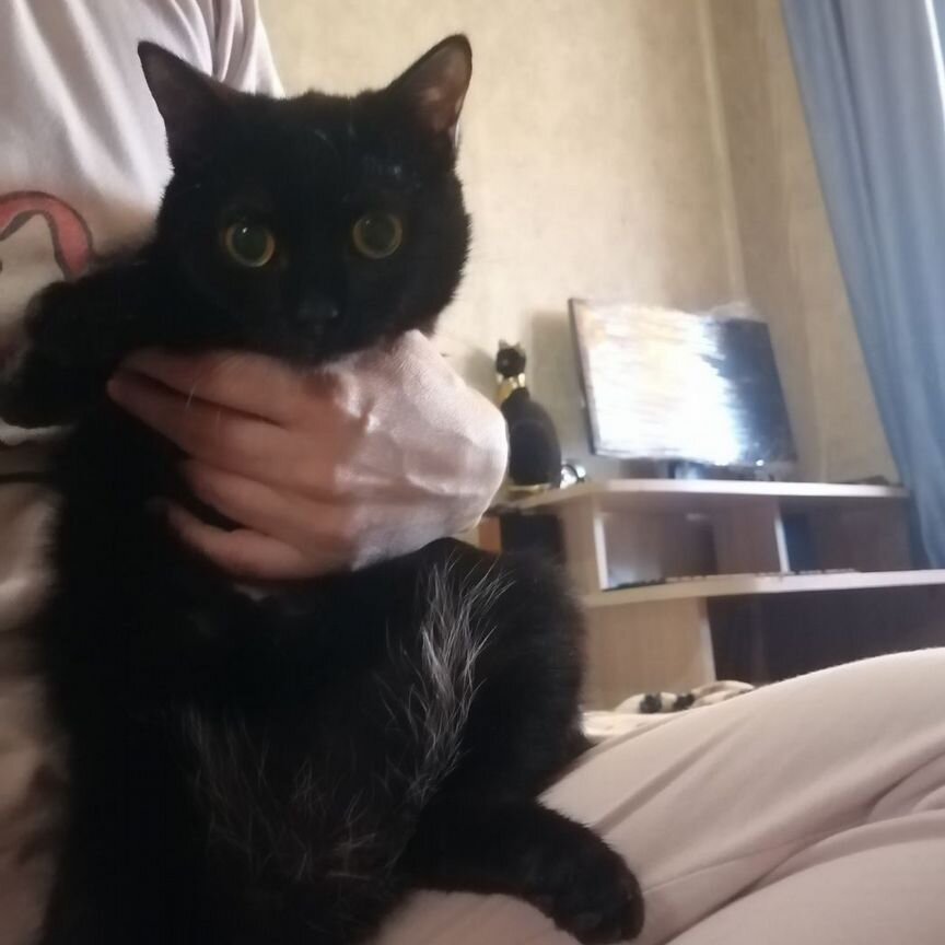 Курильский бобтейл короткошёрстный котёнок