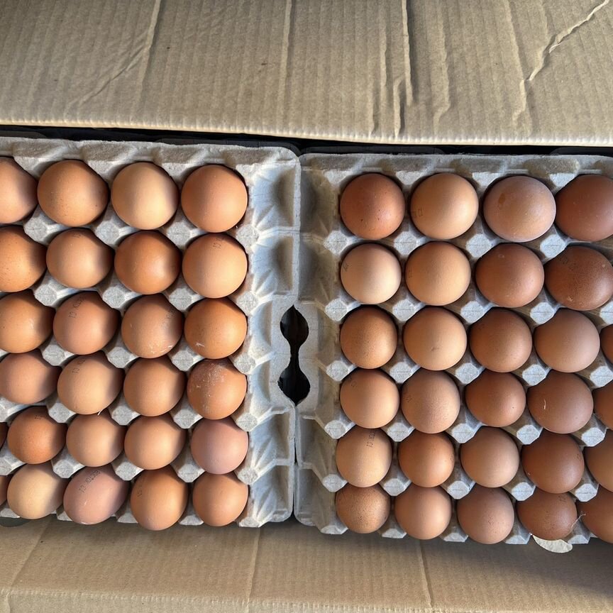 Яйцо куриное оптом