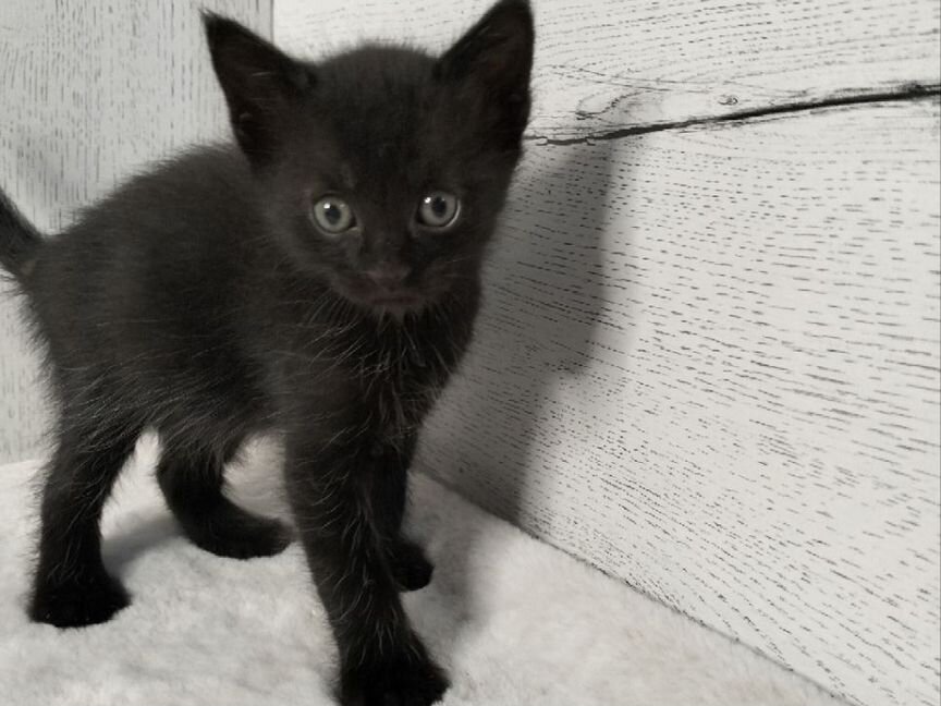 Котята в добрые руки бесплатно