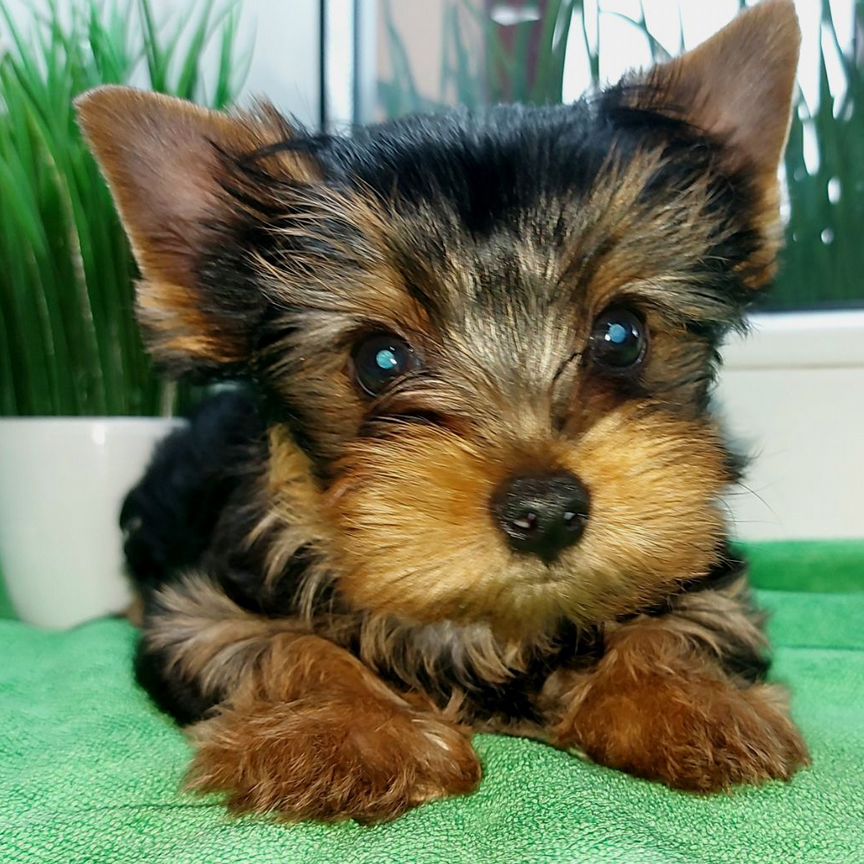 Щенки породы Йоркширского терьера