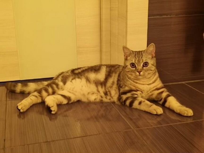 Британская кошечка в добрые руки