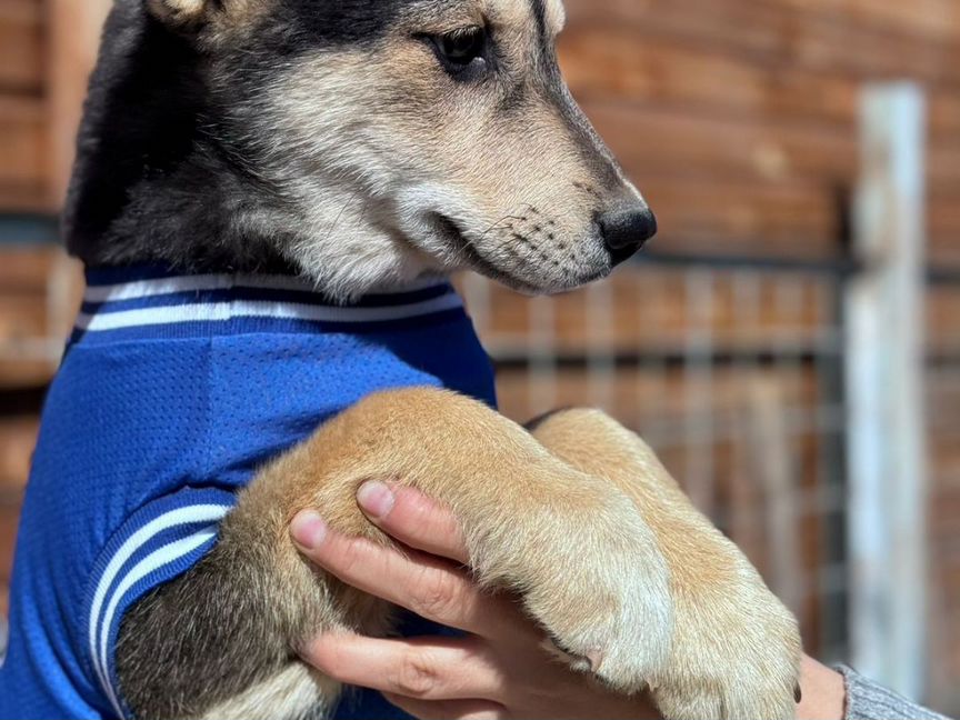 Ромик, щенок из приюта. В добрые руки