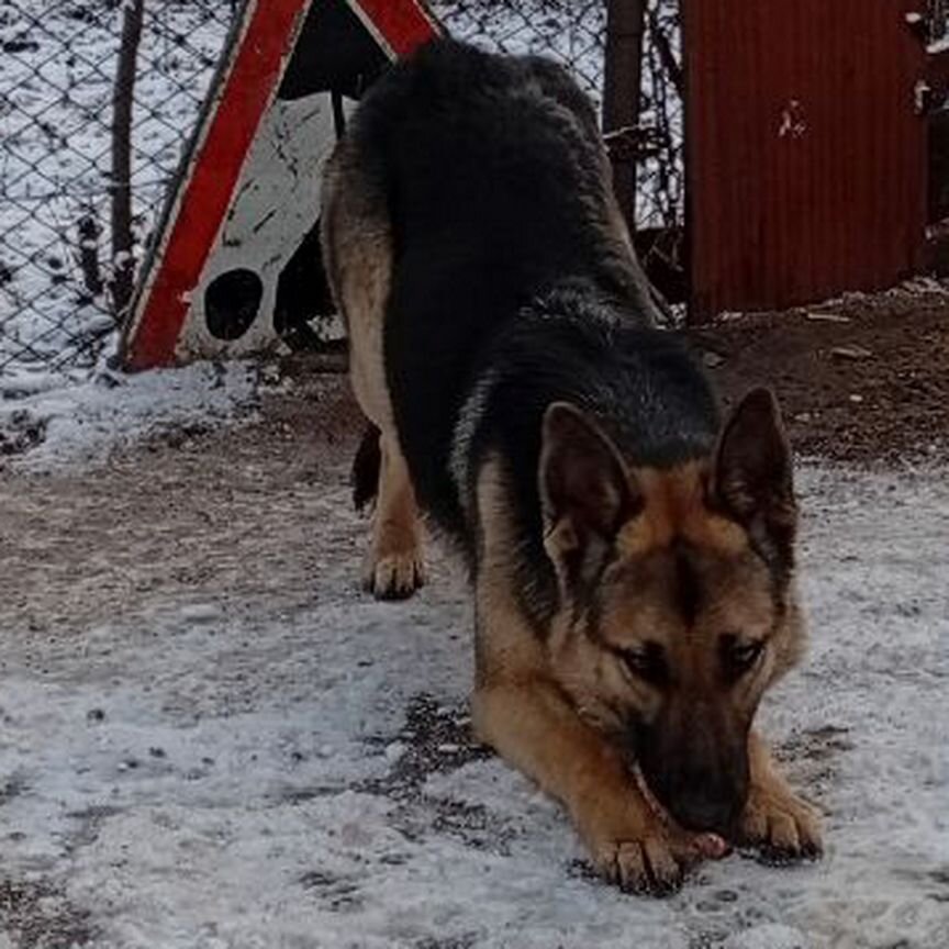 Немецкая овчарка, щенок