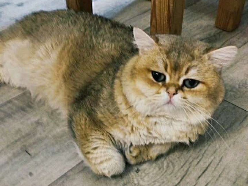 Племенной кот золотая шиншилла