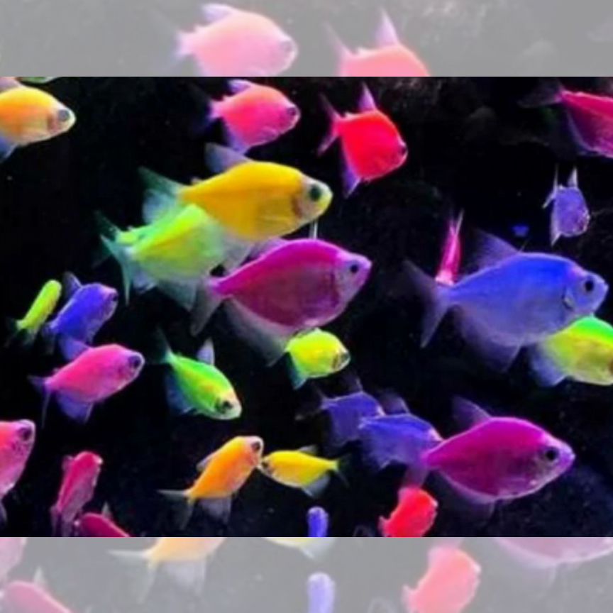 Дешевая аквариумная рыбка