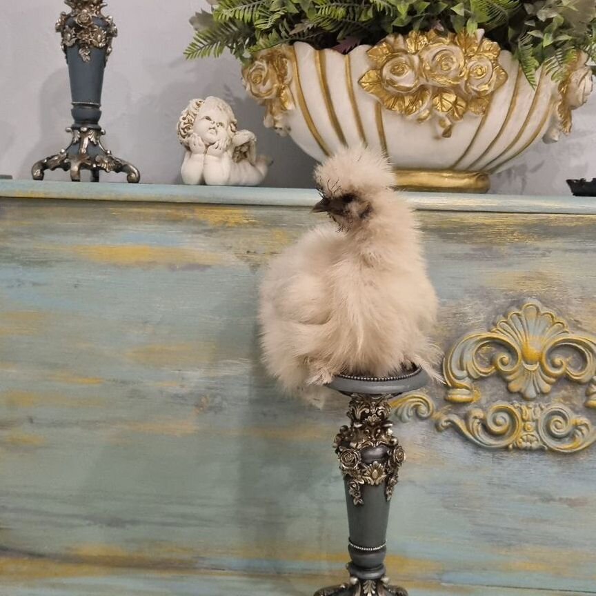 Курочка шелковая в резерве до вс