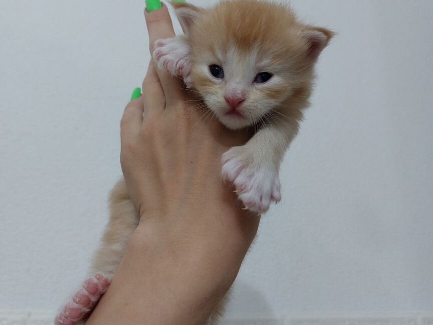 Котята мейн-кун полидакт