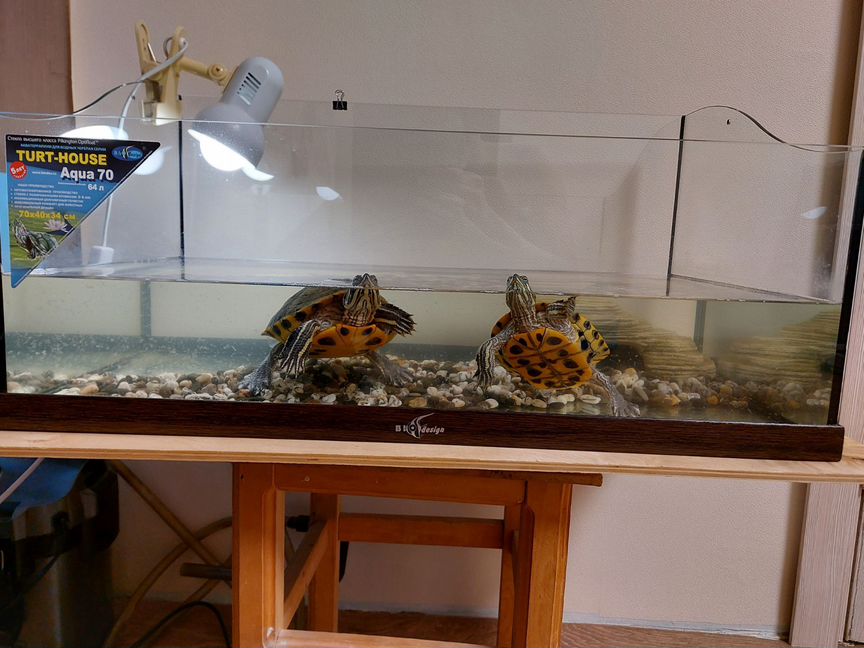 Отдам черепах бесплатно