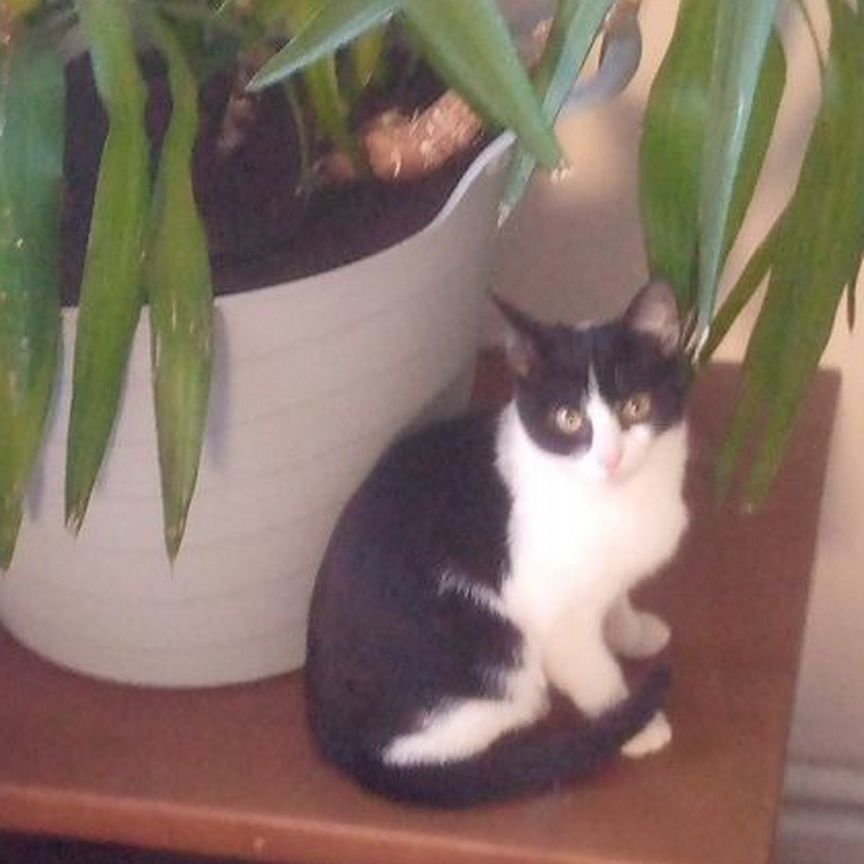 Котенок