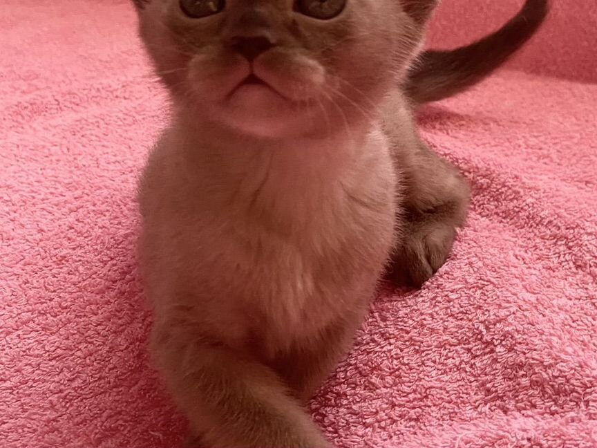 Бурманские очаровашки