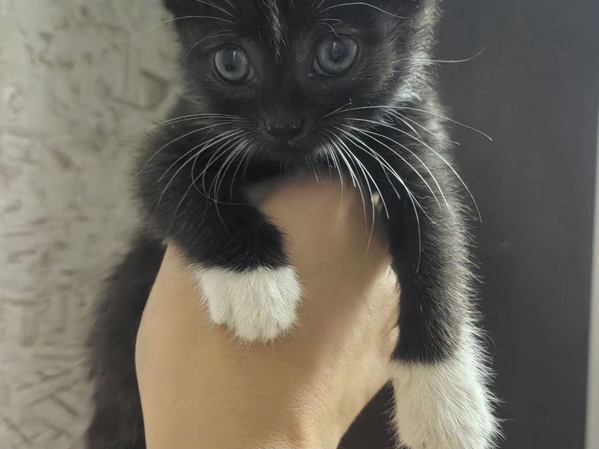 Кошка в дар бесплатно