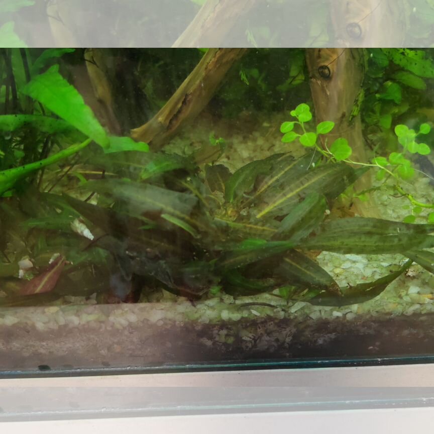 Криптокорина, элодея