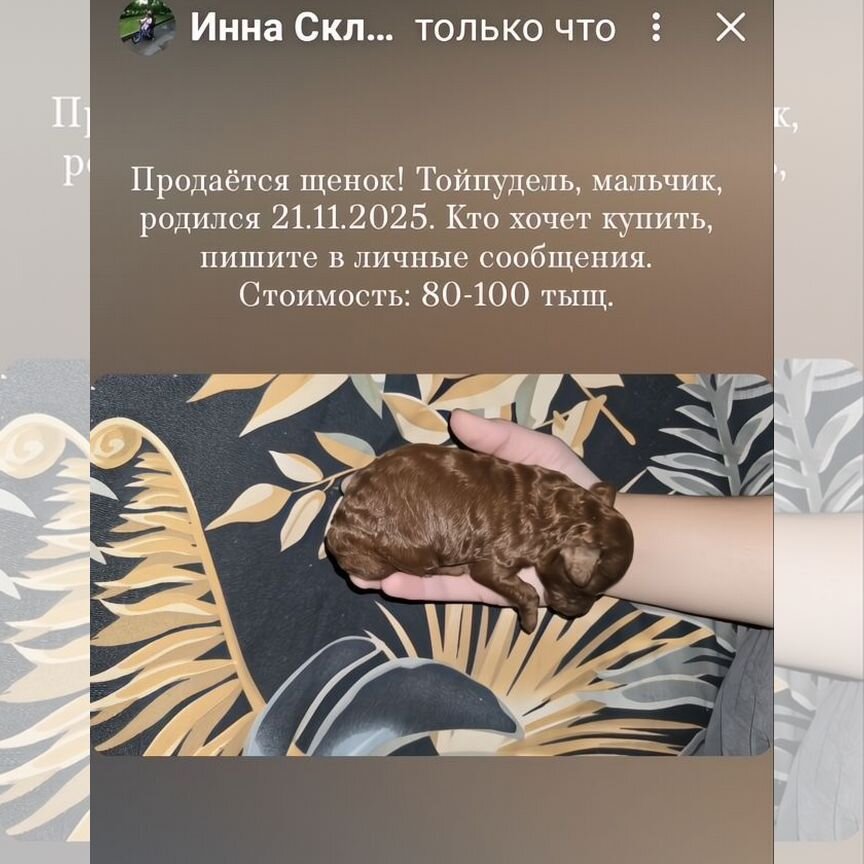 Той-пудель, щенок