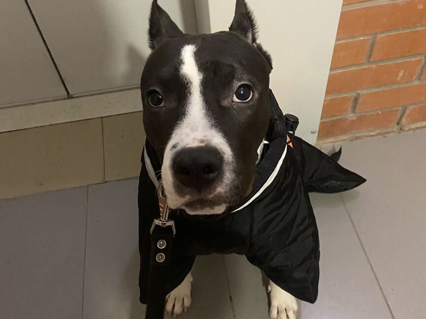 Американский стаффордширский терьер (амстафф)