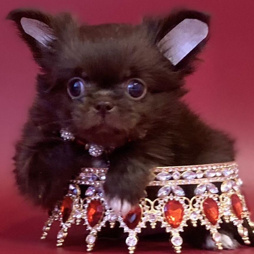 Чихуахуа, щенок