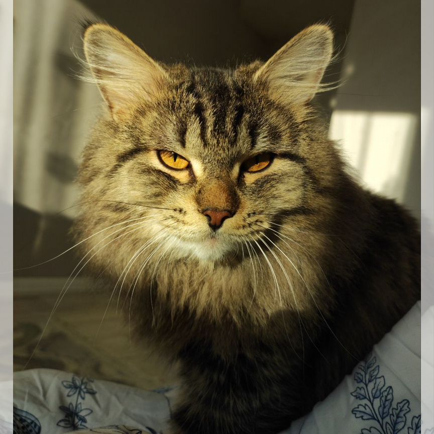 Сибирский, взрослый кот