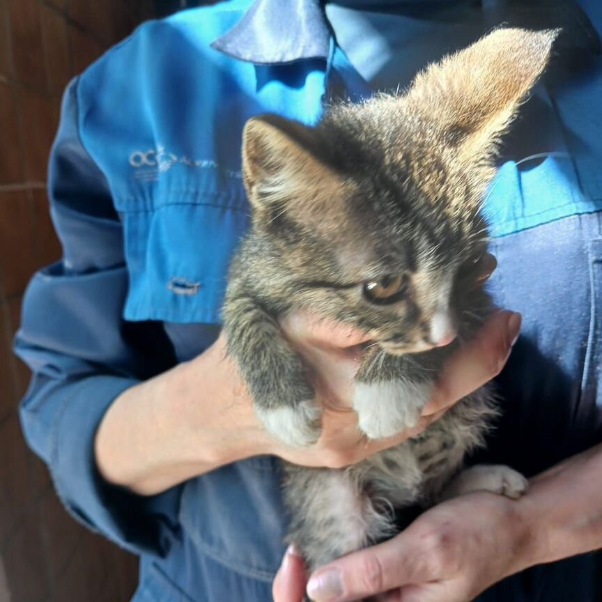 Серый котёнок
