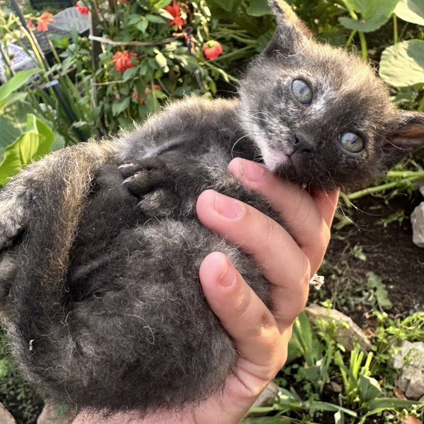 Котята