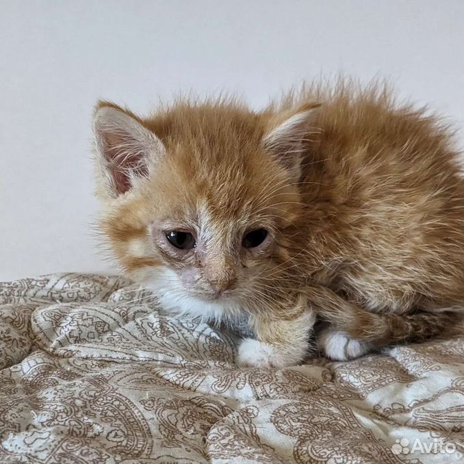 Маленький рыжий котенок ищет дом